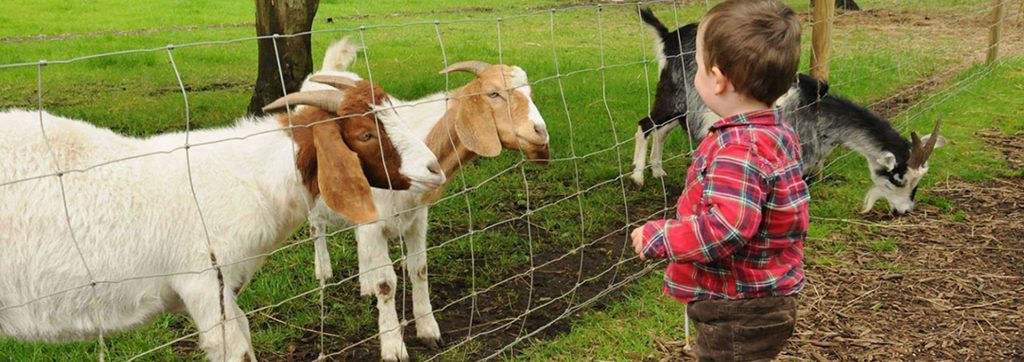 Your Visit – Tattershall Farm Park